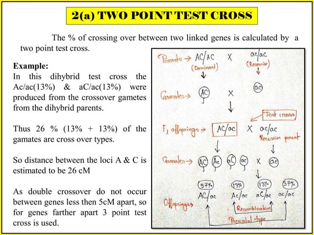 Gene Mapping Methods:Linkage Maps & Mapping with Molecular Markers ...