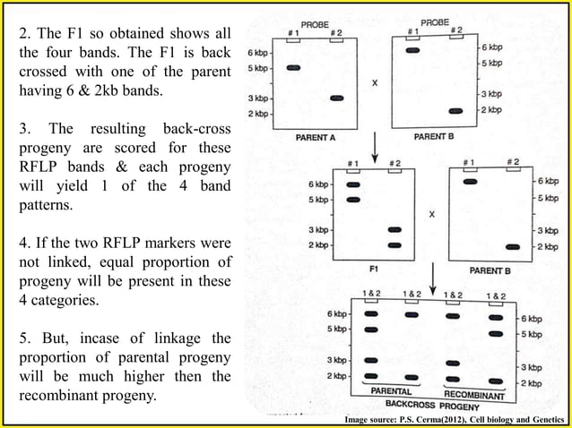 Gene Mapping Methods:Linkage Maps & Mapping with Molecular Markers ...