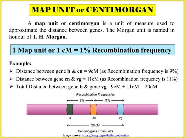 Gene Mapping Methods:Linkage Maps & Mapping with Molecular Markers ...