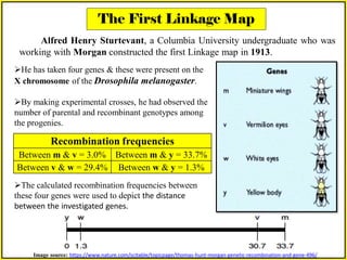 Gene Mapping Methods:Linkage Maps & Mapping with Molecular Markers | PDF