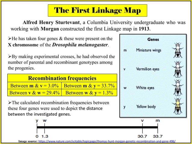 Gene Mapping Methods:Linkage Maps & Mapping with Molecular Markers ...