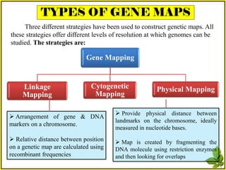Gene Mapping Methods:Linkage Maps & Mapping with Molecular Markers | PPT