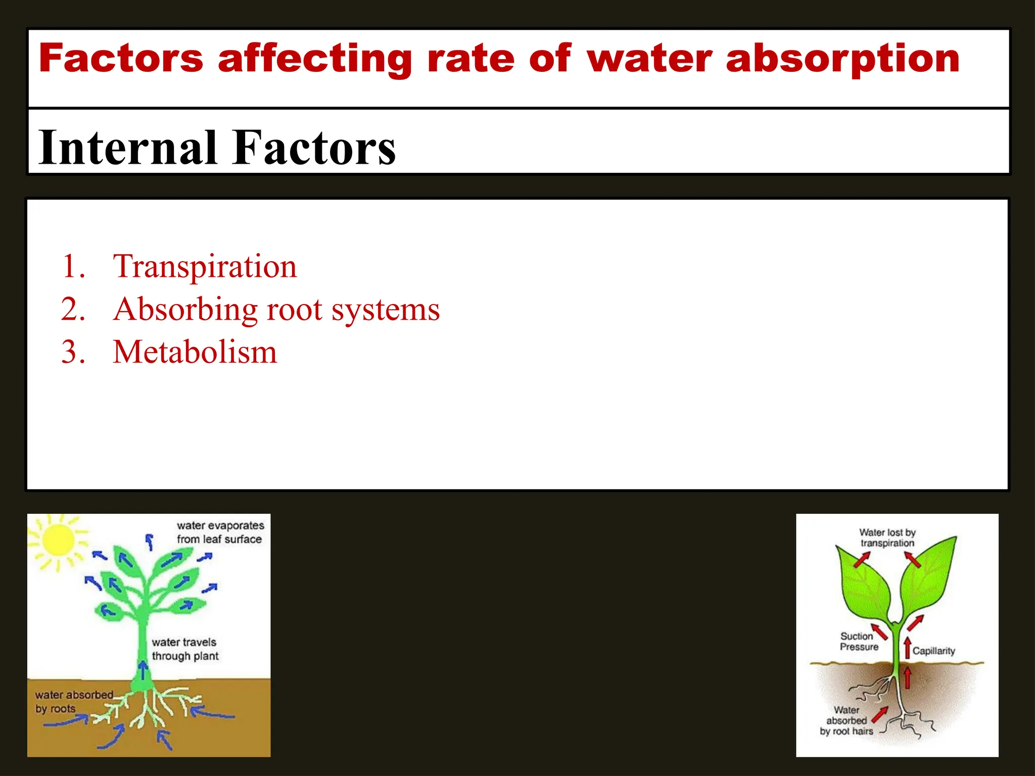 Factors affecting rate of water absorption.pptx