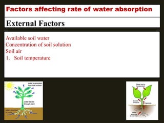 Factors affecting rate of water absorption.pptx