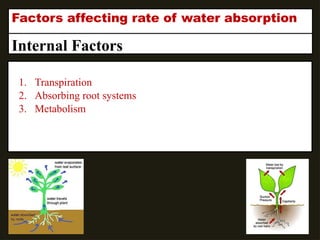 Factors affecting rate of water absorption.pptx