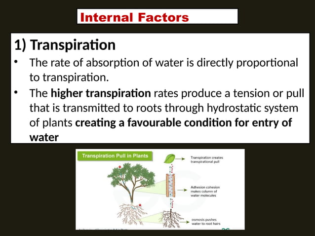 Factors affecting rate of water absorption.pptx