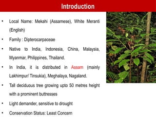 Presentation of Shorea assamica____.pptx