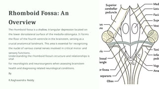 Roll no. 113 Rhomboid Fossa anatomy.pptx