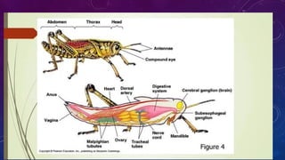 Introduction to entomology.Classification of insects and their ...