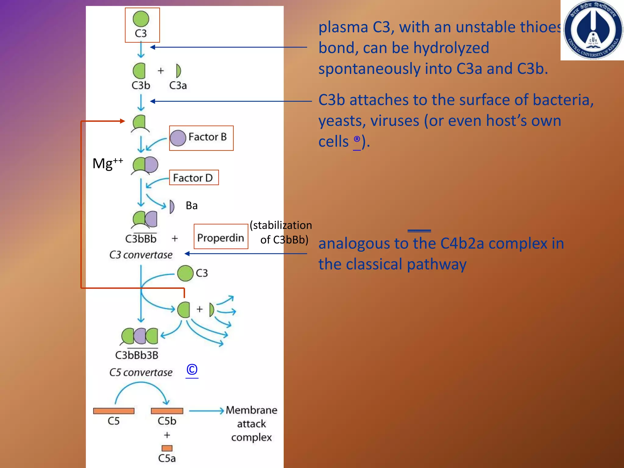 COMPLEMENT SYSTEM[immunology] | PPTX
