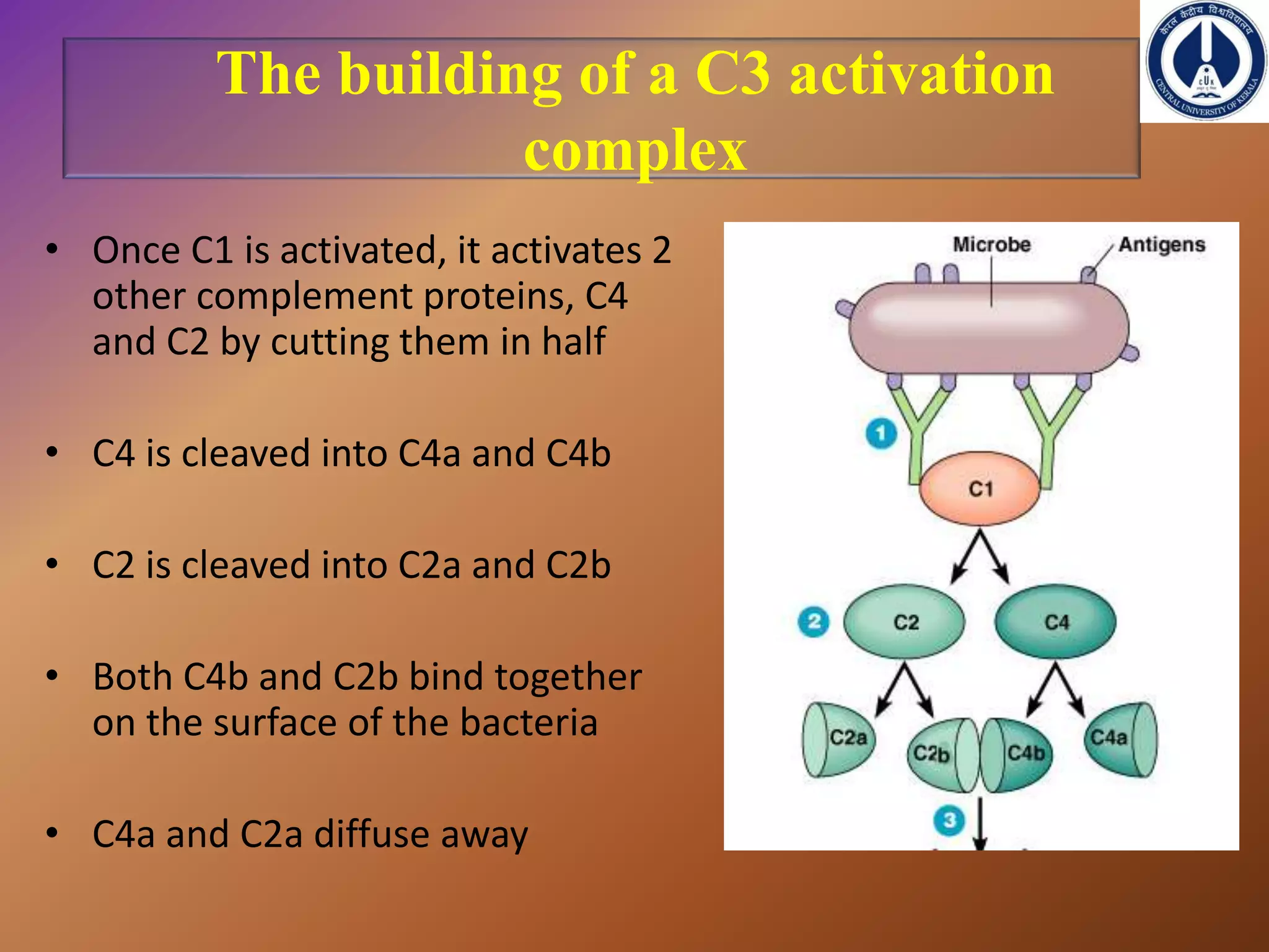 COMPLEMENT SYSTEM[immunology] | PPTX