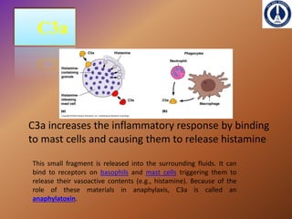 COMPLEMENT SYSTEM[immunology] | PPTX