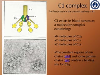 COMPLEMENT SYSTEM[immunology] | PPTX