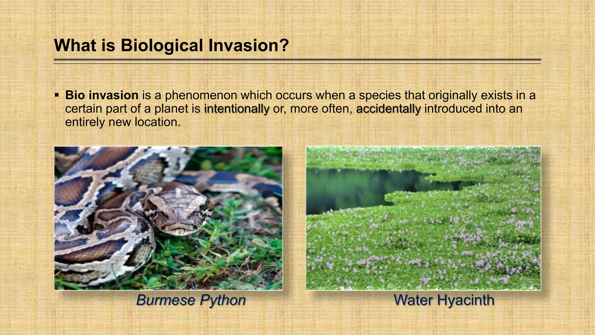 BIOINVASION INVASIVE SPECIES, NATIVE SPECIES, EXOTIC SPECIES | PPTX
