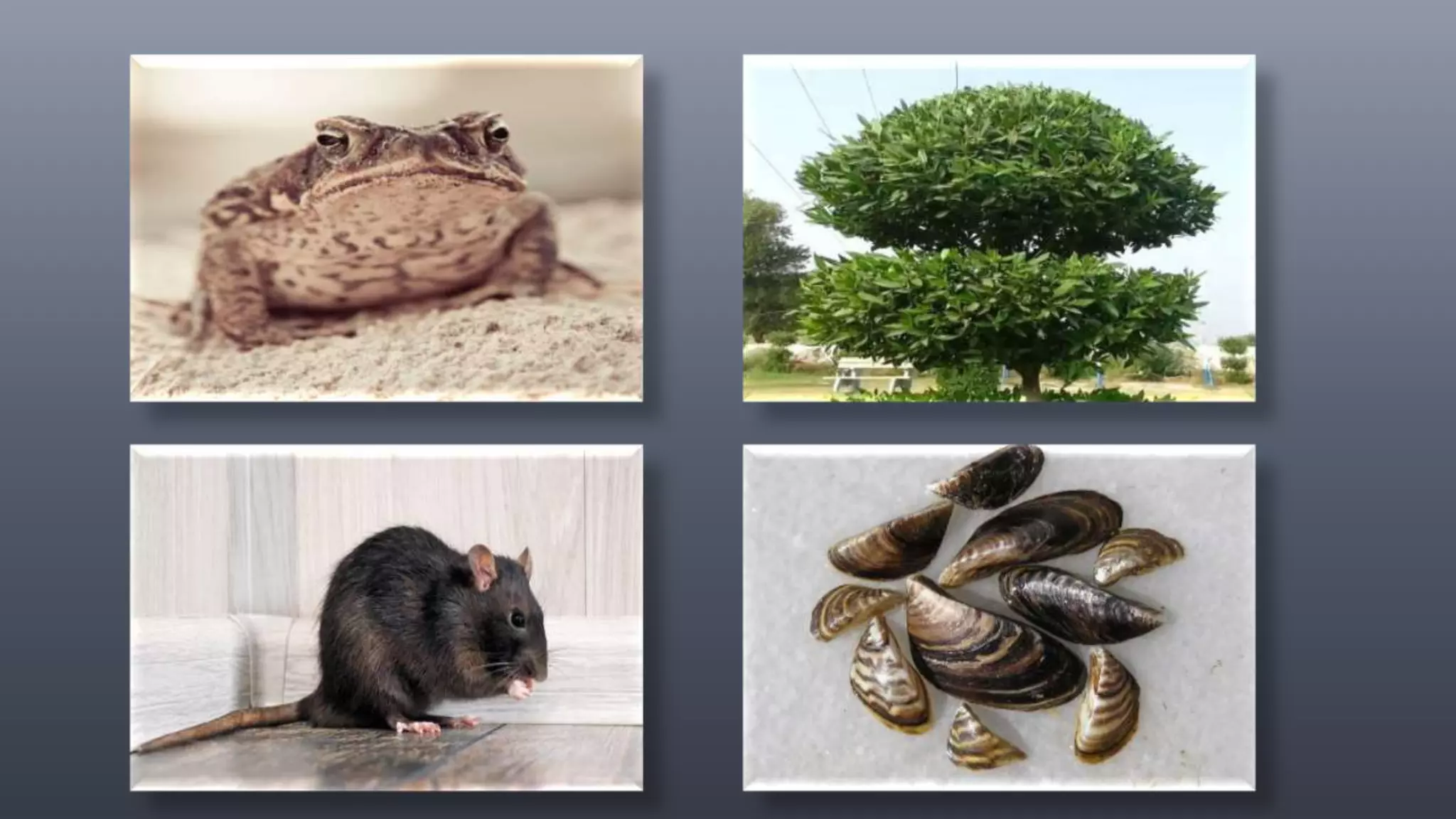 BIOINVASION INVASIVE SPECIES, NATIVE SPECIES, EXOTIC SPECIES | PPTX