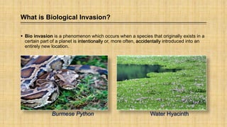 BIOINVASION INVASIVE SPECIES, NATIVE SPECIES, EXOTIC SPECIES | PPTX
