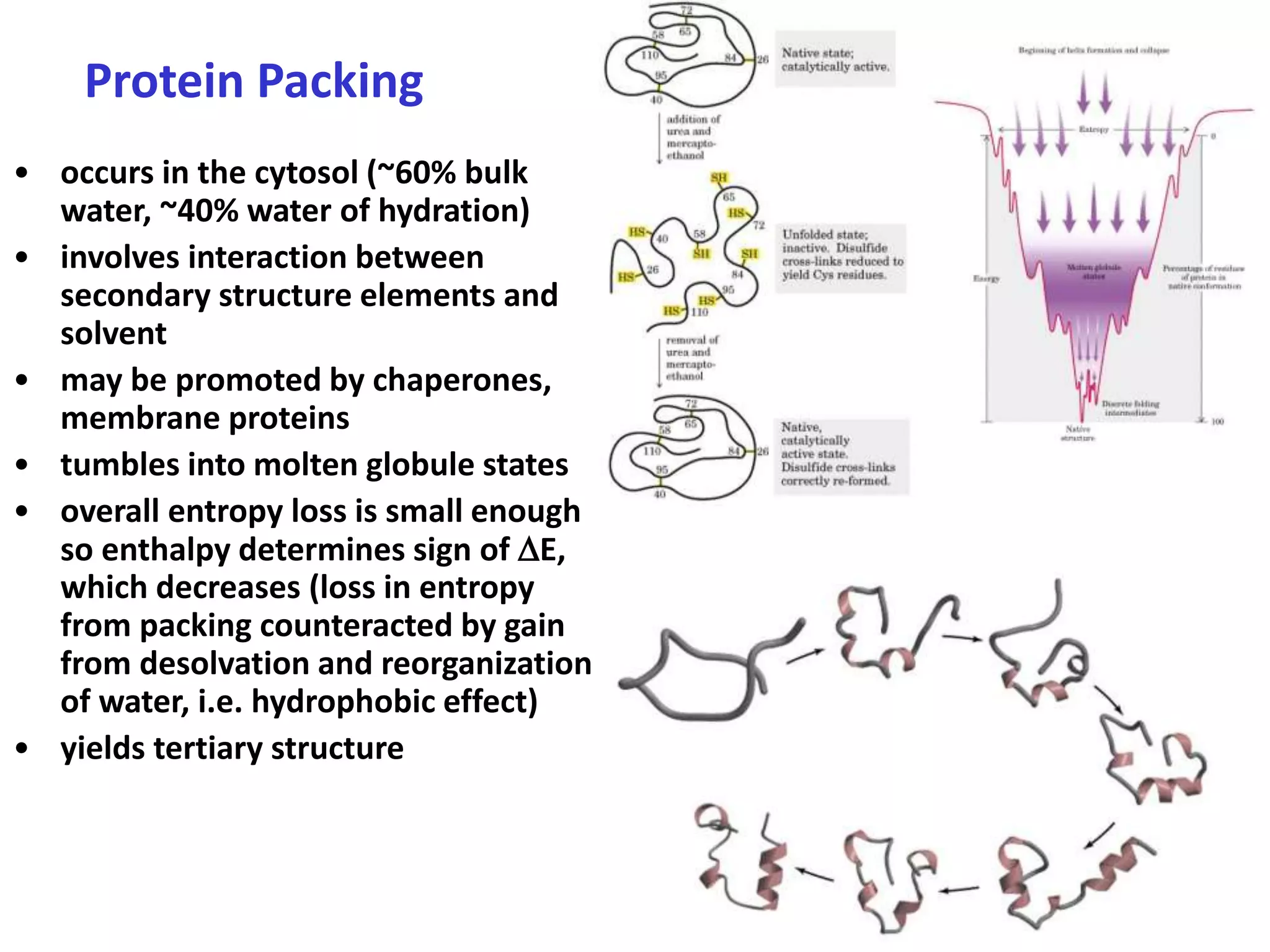 STRUCTURE OF PROTEIN AND ESSENTIAL & NON-ESSENTIAL AMINO ACIDS. | PPTX