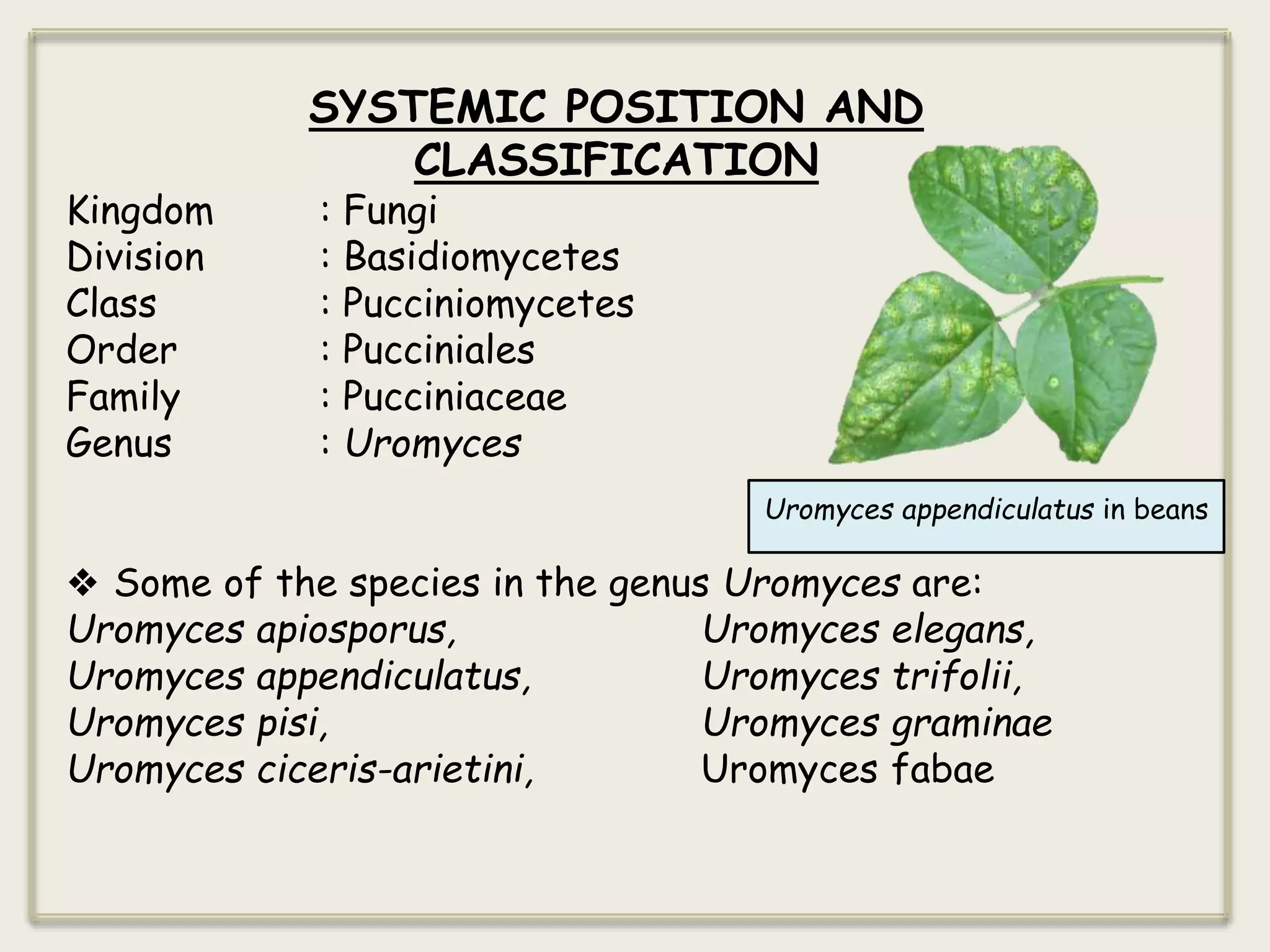Uromyces | PPT