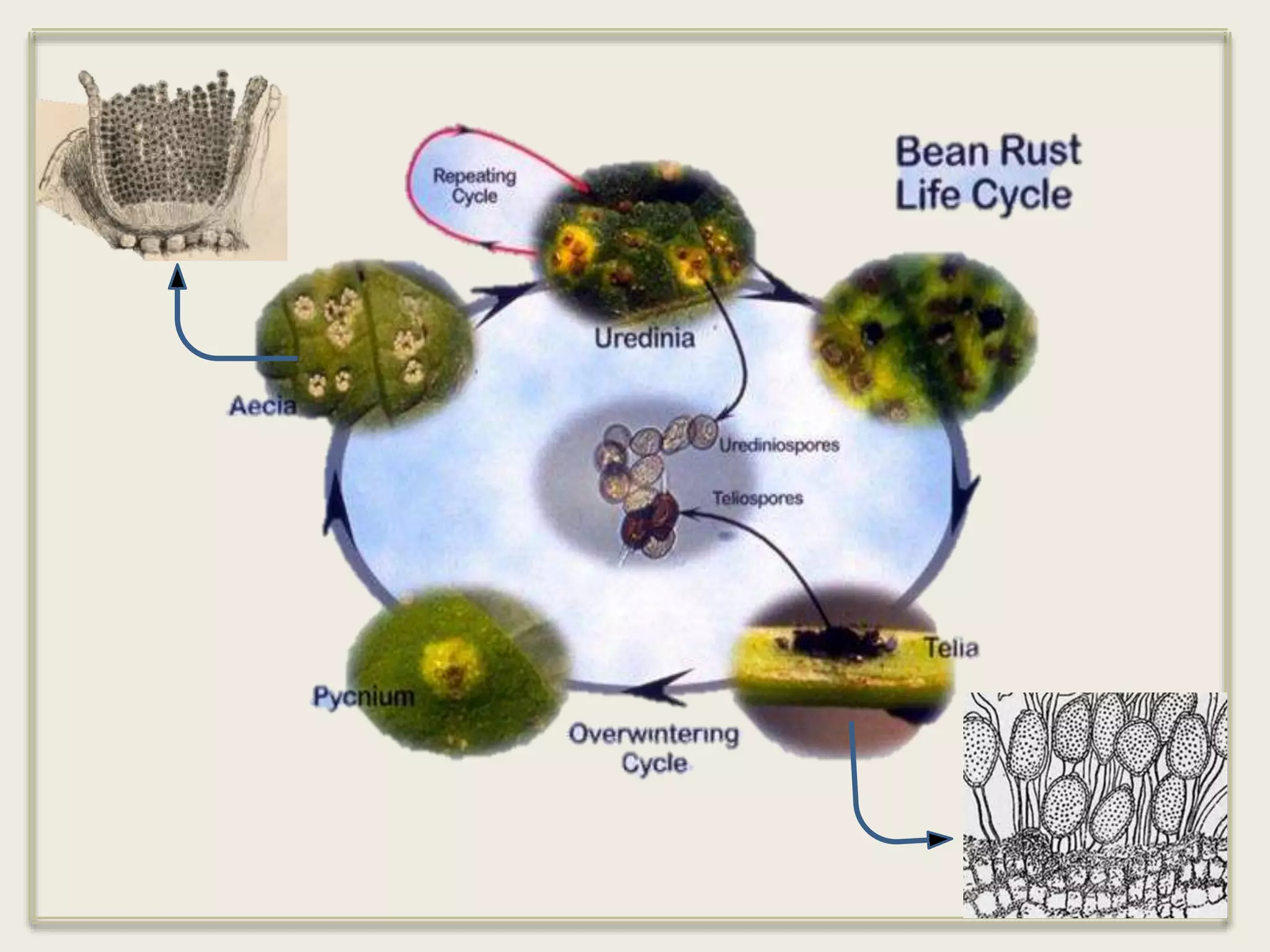 Uromyces Ppt
