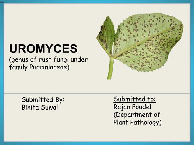 Uromyces Ppt