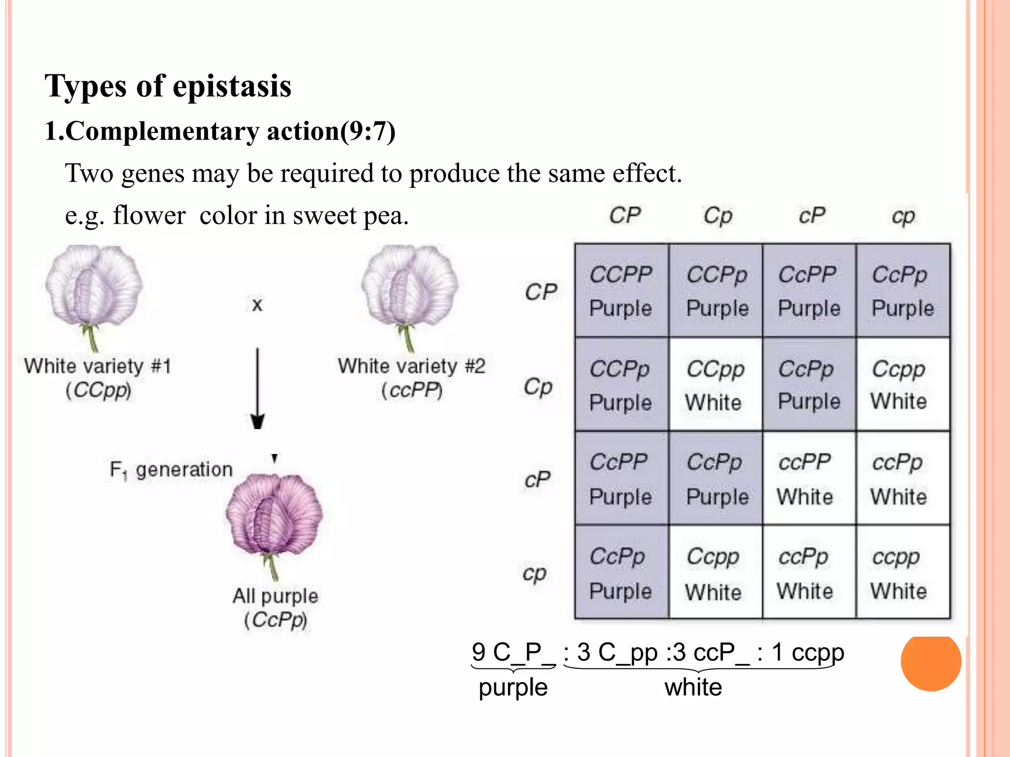 Presentation on Epistasis | PPTX
