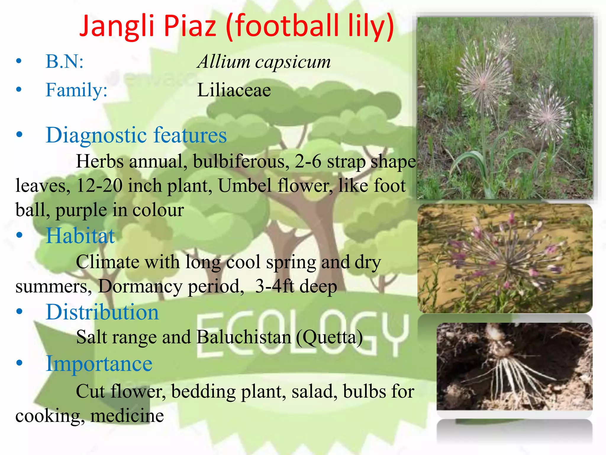 Vegetation of Pakistan | PPTX