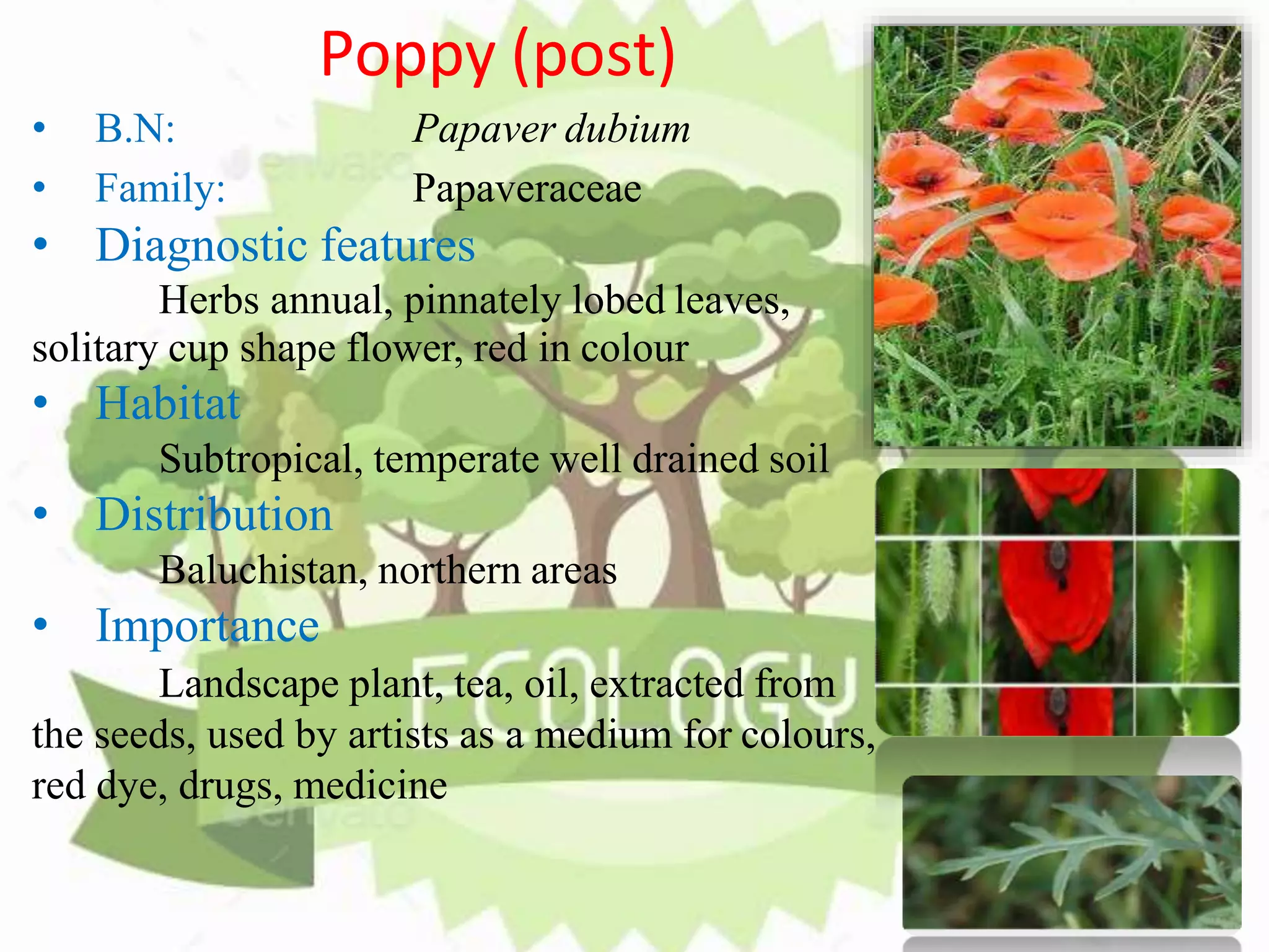 Vegetation of Pakistan | PPTX