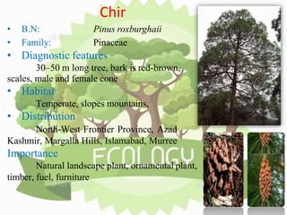 Vegetation of Pakistan | PPTX