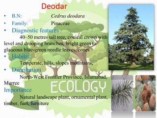 Vegetation of Pakistan | PPTX