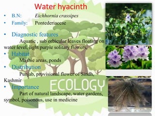 Vegetation of Pakistan | PPTX