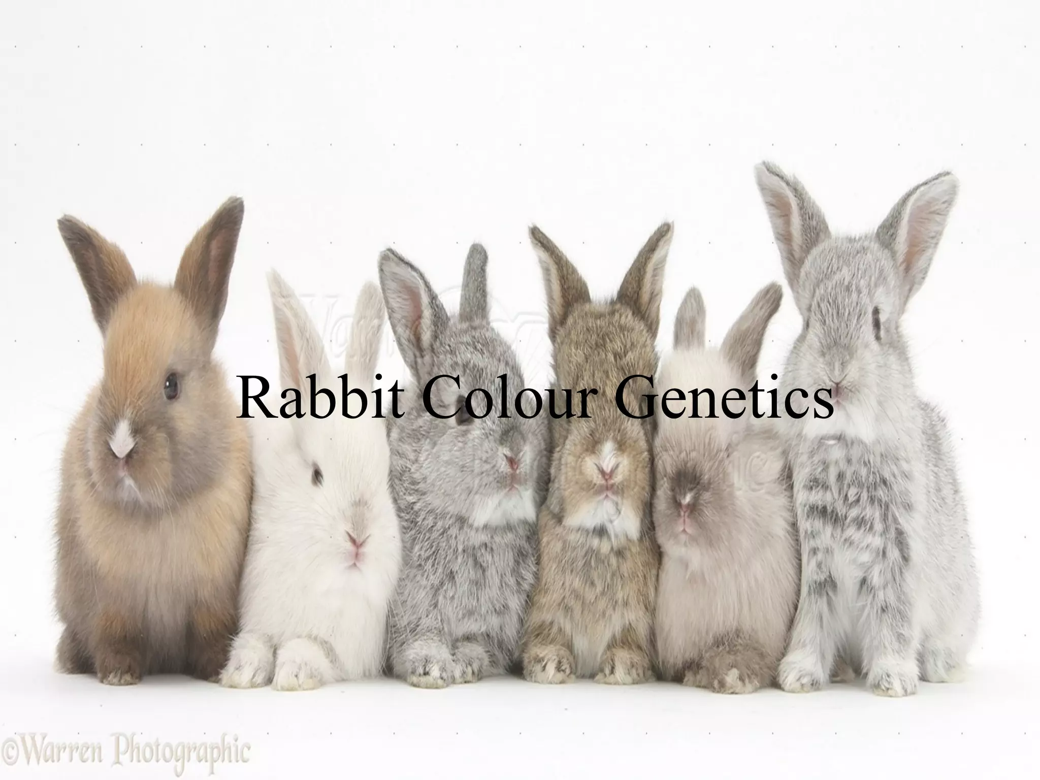 Rabbit Colour Genetics | PPT | Genetics | Science