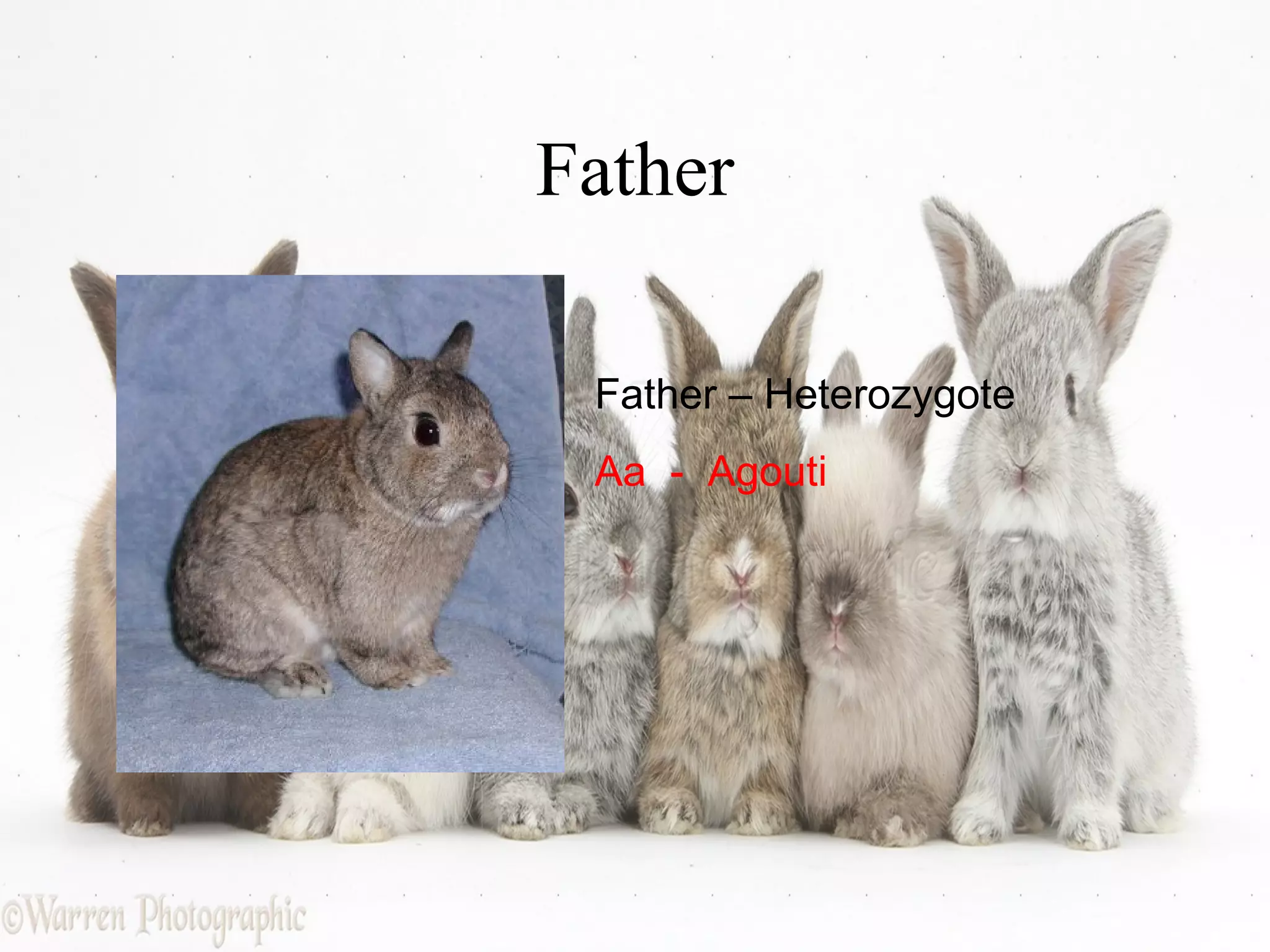 Rabbit Colour Genetics | PPT