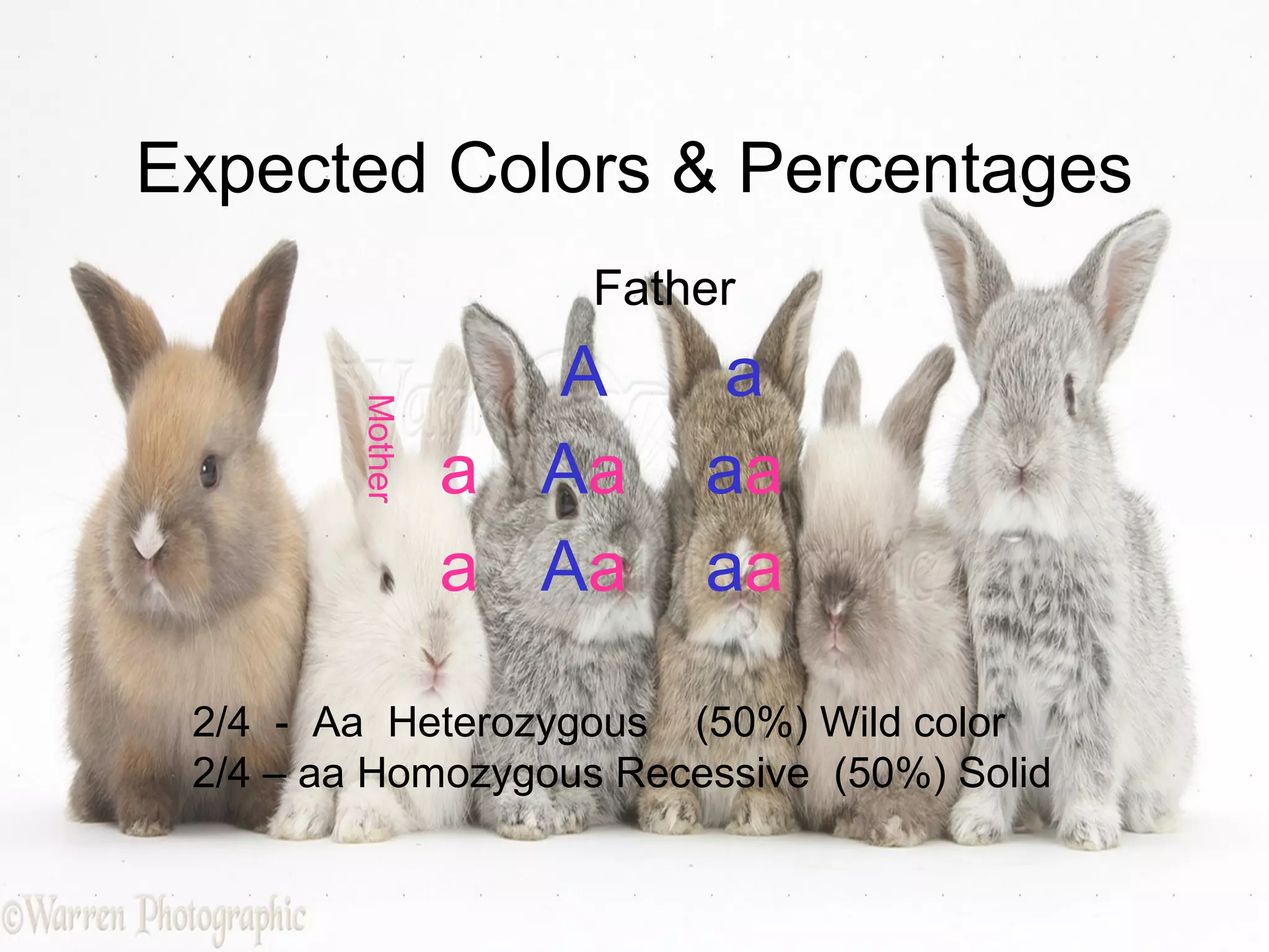 Rabbit Colour Genetics | PPT