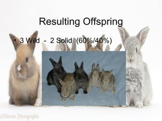 Rabbit Colour Genetics | PPT