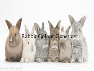 Rabbit Colour Genetics | PPT | Genetics | Science