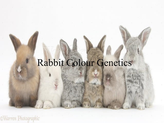 Rabbit Colour Genetics | PPT | Genetics | Science