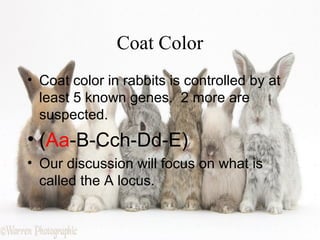 Rabbit Colour Genetics | PPT