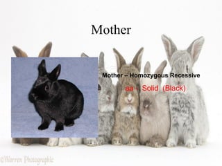 Rabbit Colour Genetics | PPT