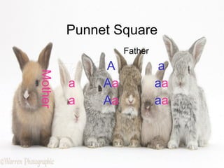 Rabbit Colour Genetics | PPT