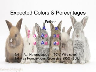 Rabbit Colour Genetics | PPT