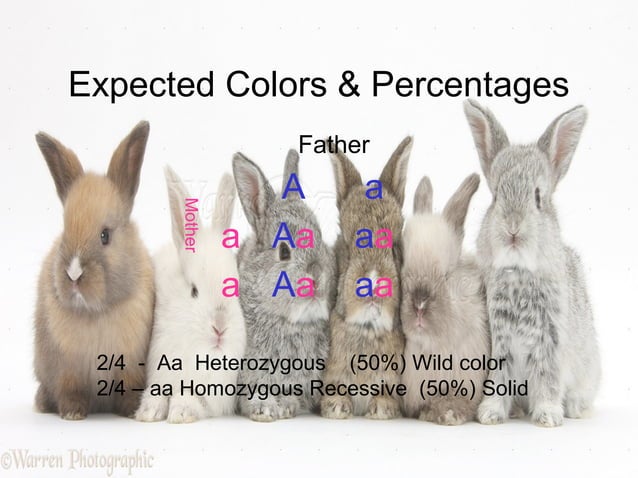 Rabbit Colour Genetics | PPT | Genetics | Science