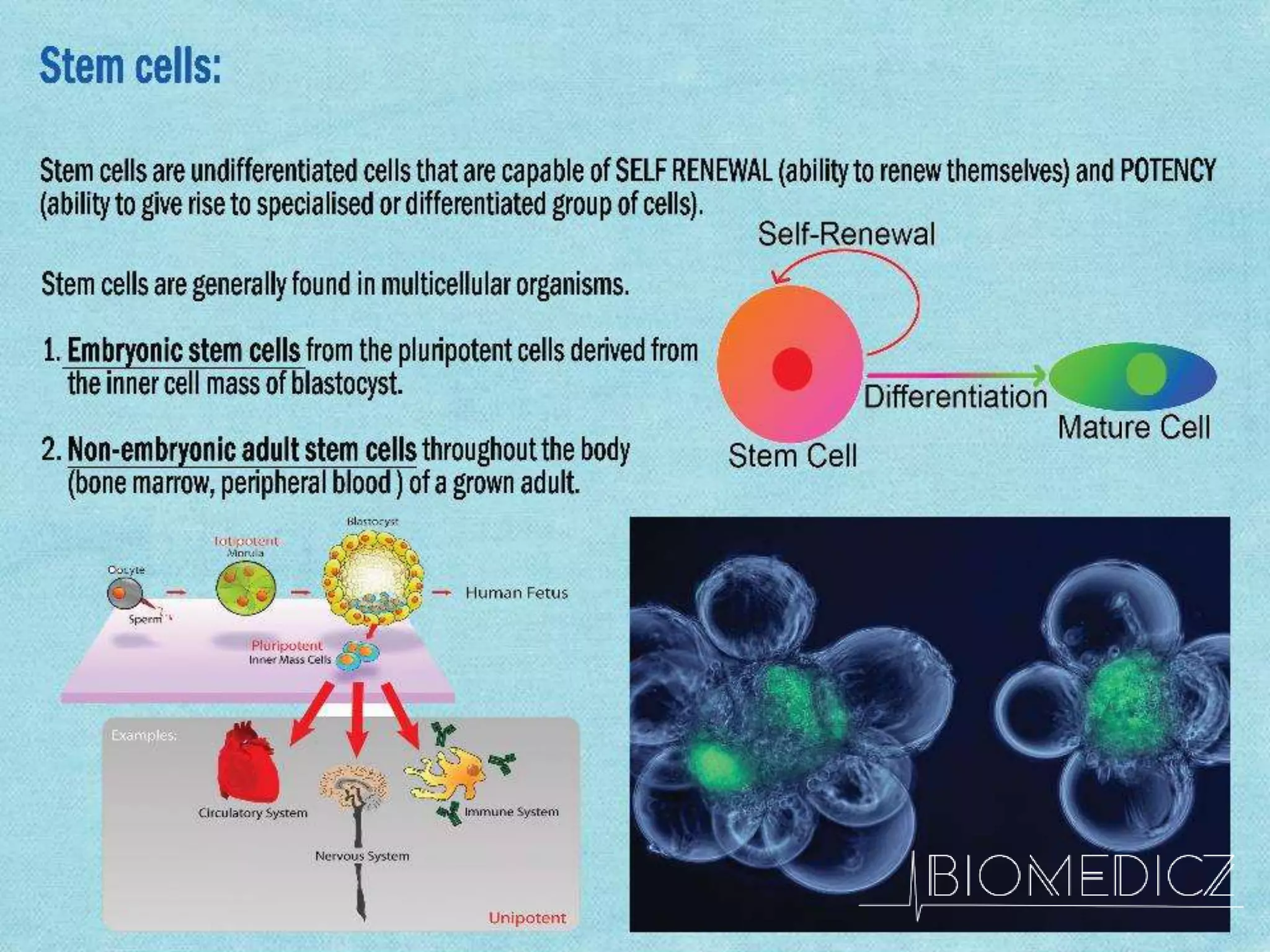 Hematopoietic Stem Cells Transplantation | PPTX