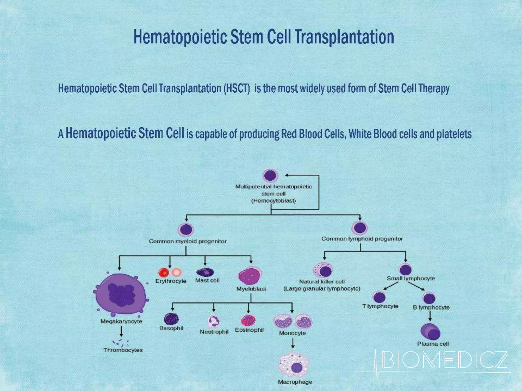 Hematopoietic Stem Cells Transplantation | PPTX