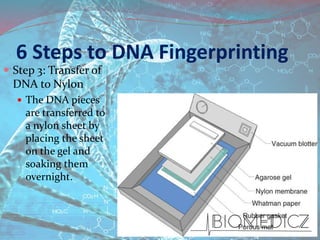 DNA Fingerprinting | PPTX