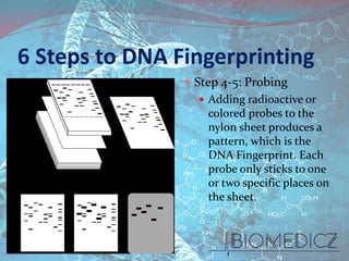 DNA Fingerprinting | PPTX