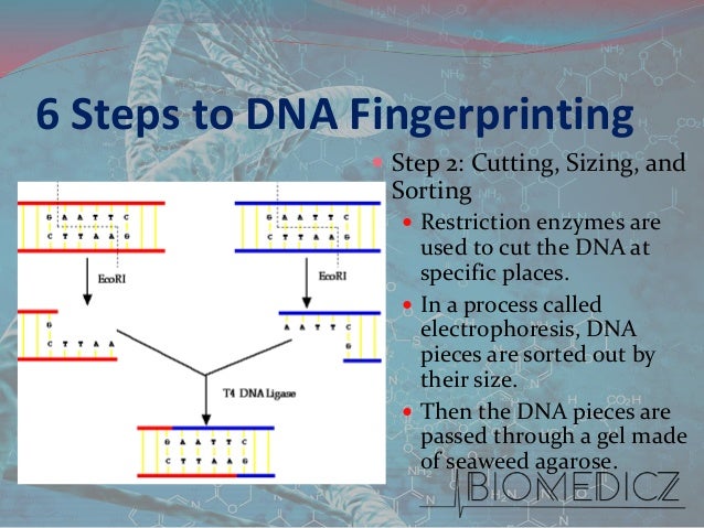DNA Fingerprinting