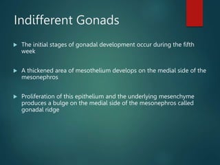 Rollno 33 FGT development.pptx | Infertility | Reproductive Health