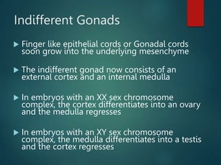 Rollno 33 FGT development.pptx | Infertility | Reproductive Health