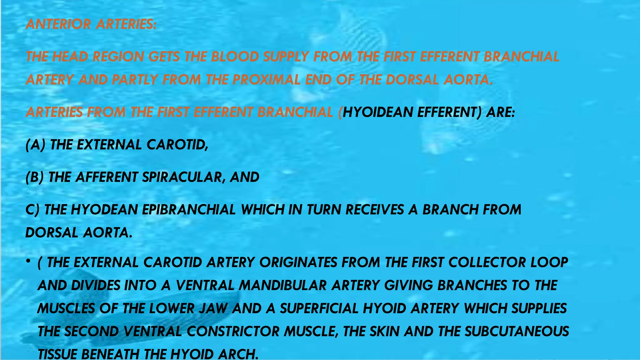 arterial system of scoliodon ppt presentation | PPTX
