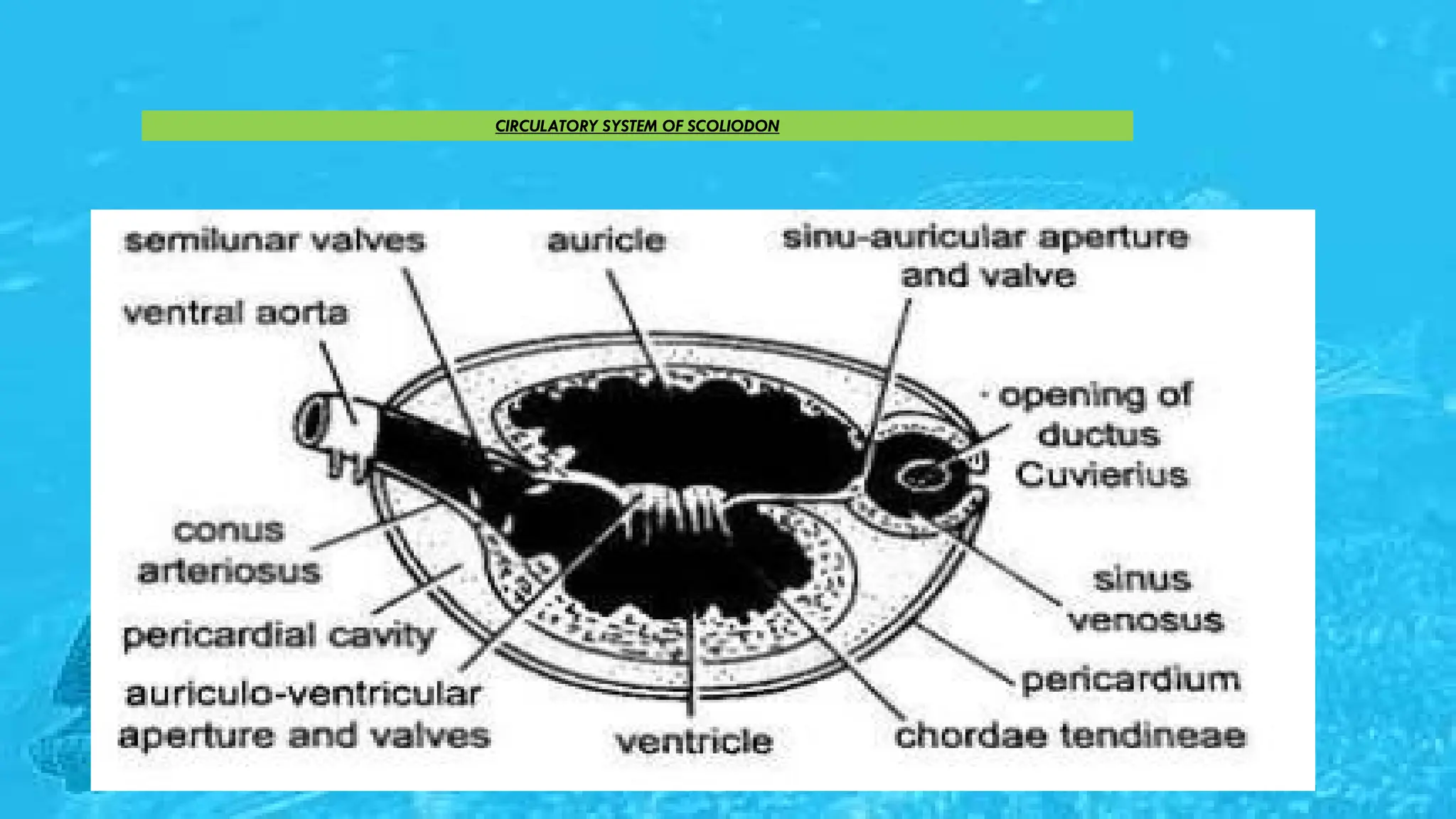 arterial system of scoliodon ppt presentation | PPTX